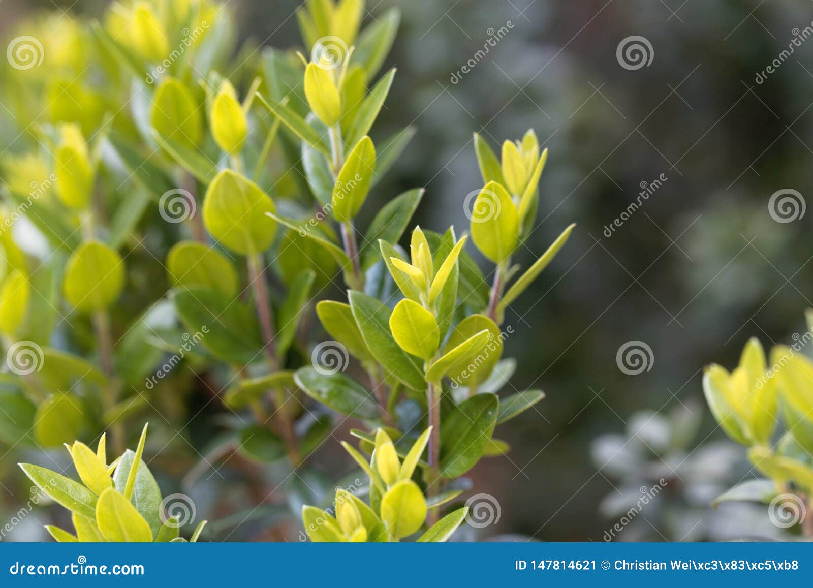Leaves of a Common Myrtle, Myrtus Communis Stock Image - Image of ...
