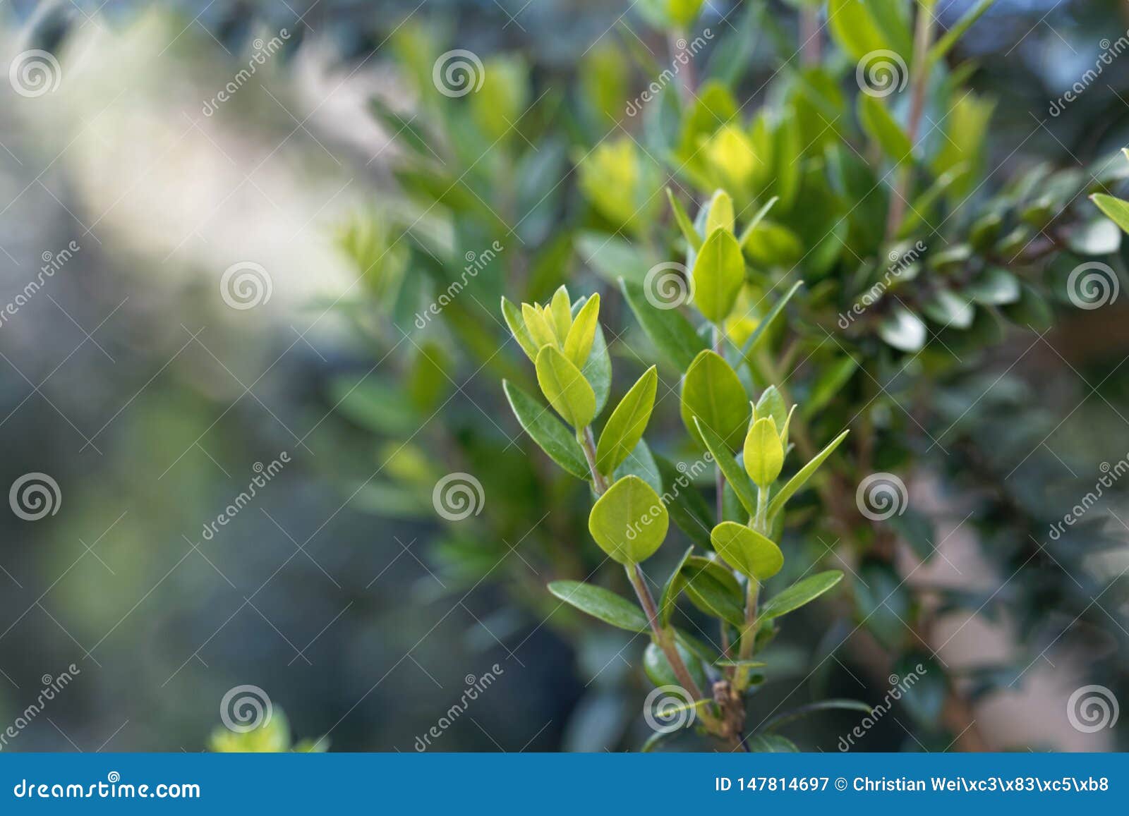 Leaves of a Common Myrtle, Myrtus Communis Stock Image - Image of bloom ...