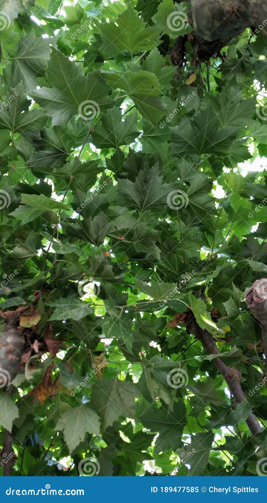 Leaves of Common Plane Tree Forming Overhead Canopy Stock Image - Image ...