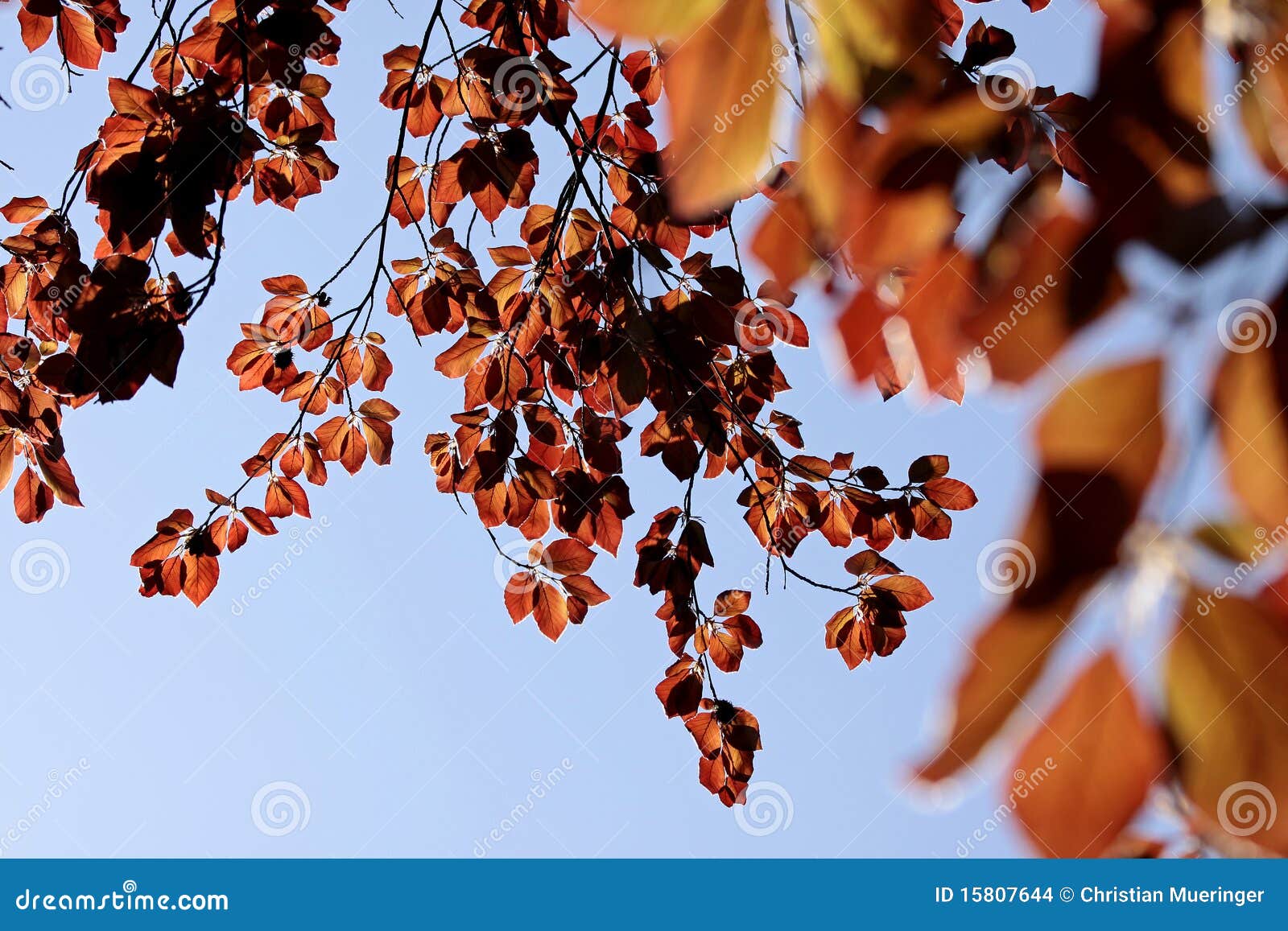 The Copper Beech Tree Fagus Sylvatica Purpurea Leaves Isolated, Close ...