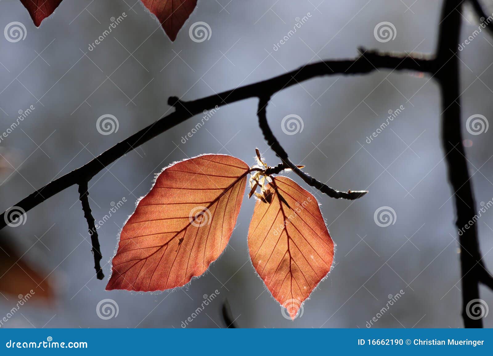 The Copper Beech Tree Fagus Sylvatica Purpurea Leaves Isolated, Close ...