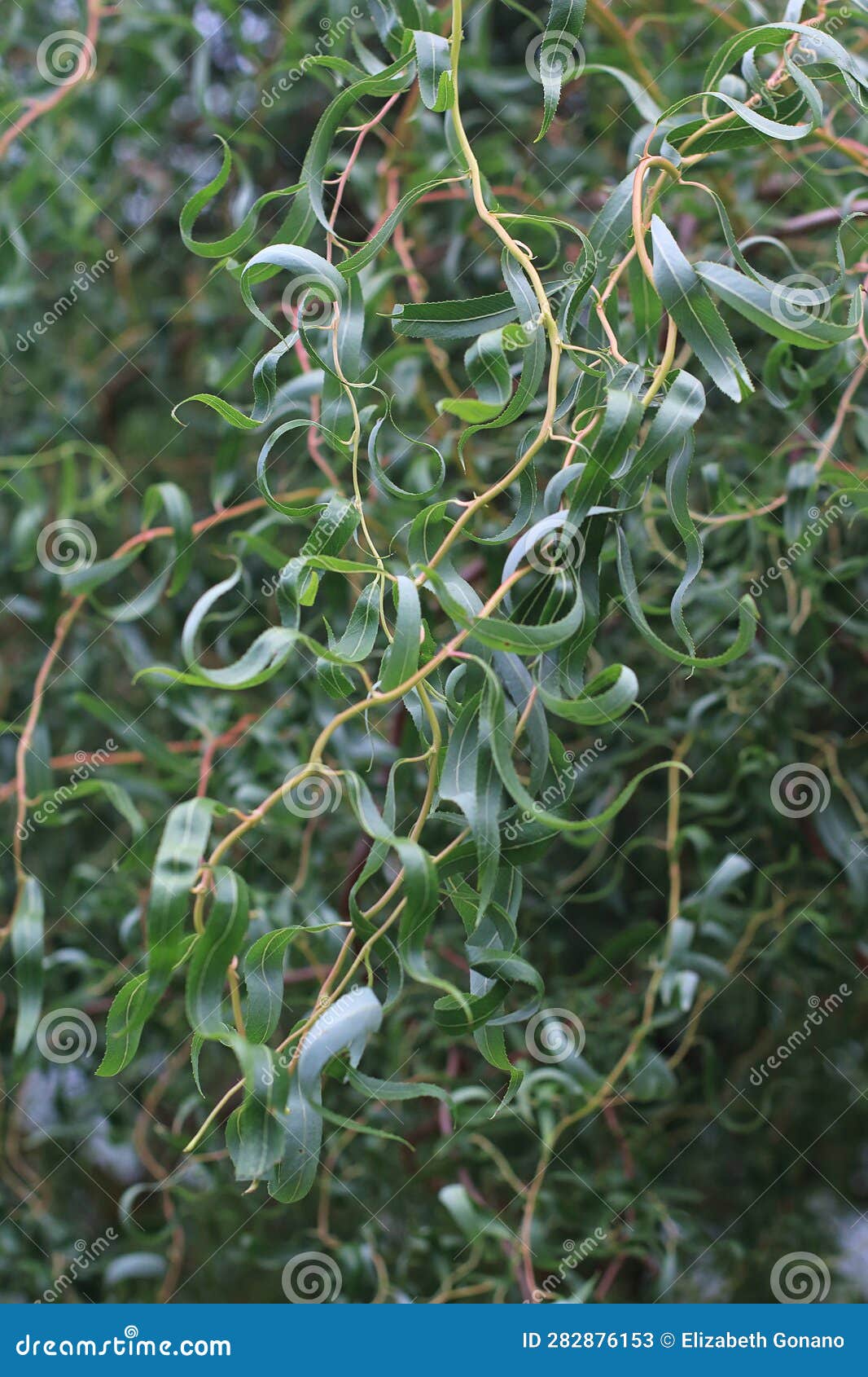 Leaves of a Corkscrew Willow Tree Stock Image - Image of branch, leaf ...
