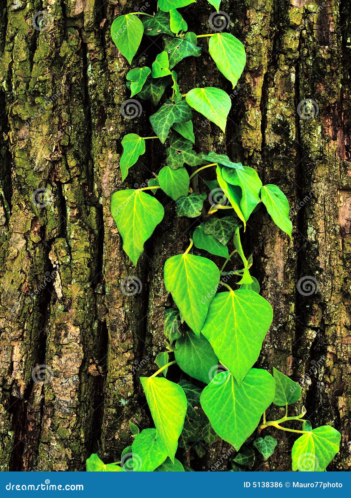 Leaves on a cortex stock photo. Image of green, vegetation - 5138386