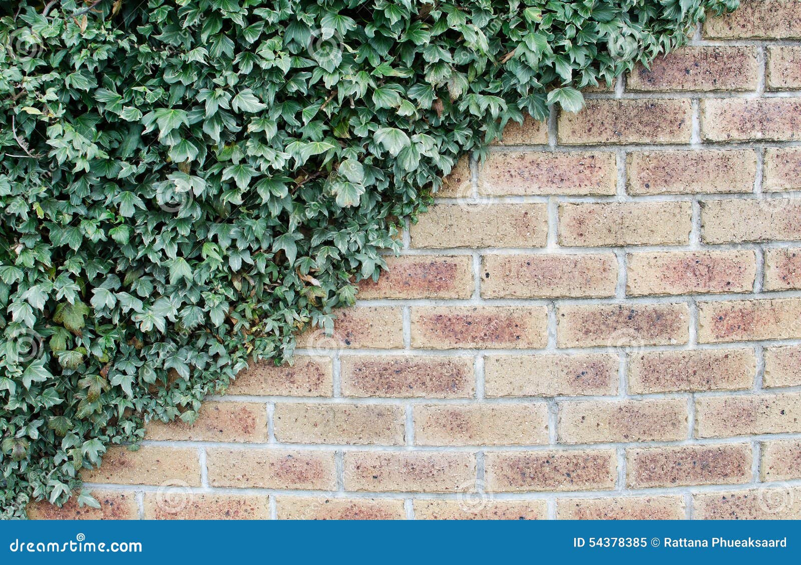 Leaves cover brick wall stock image. Image of brown, brick - 54378385