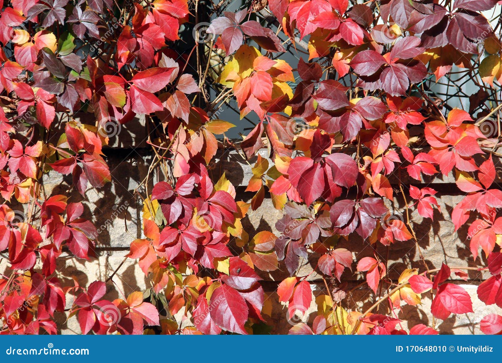 Leaves of the Creeper at Autumn Stock Photo - Image of leaf, green ...