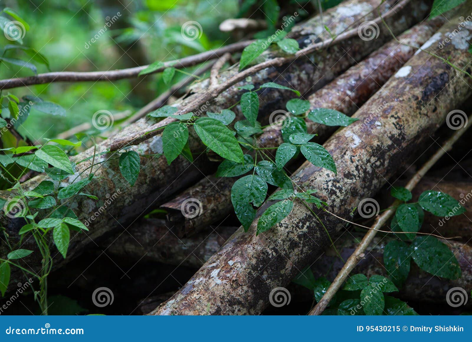 The Leaves of the Creeper on Old Branches in a Tropical Forest Stock ...
