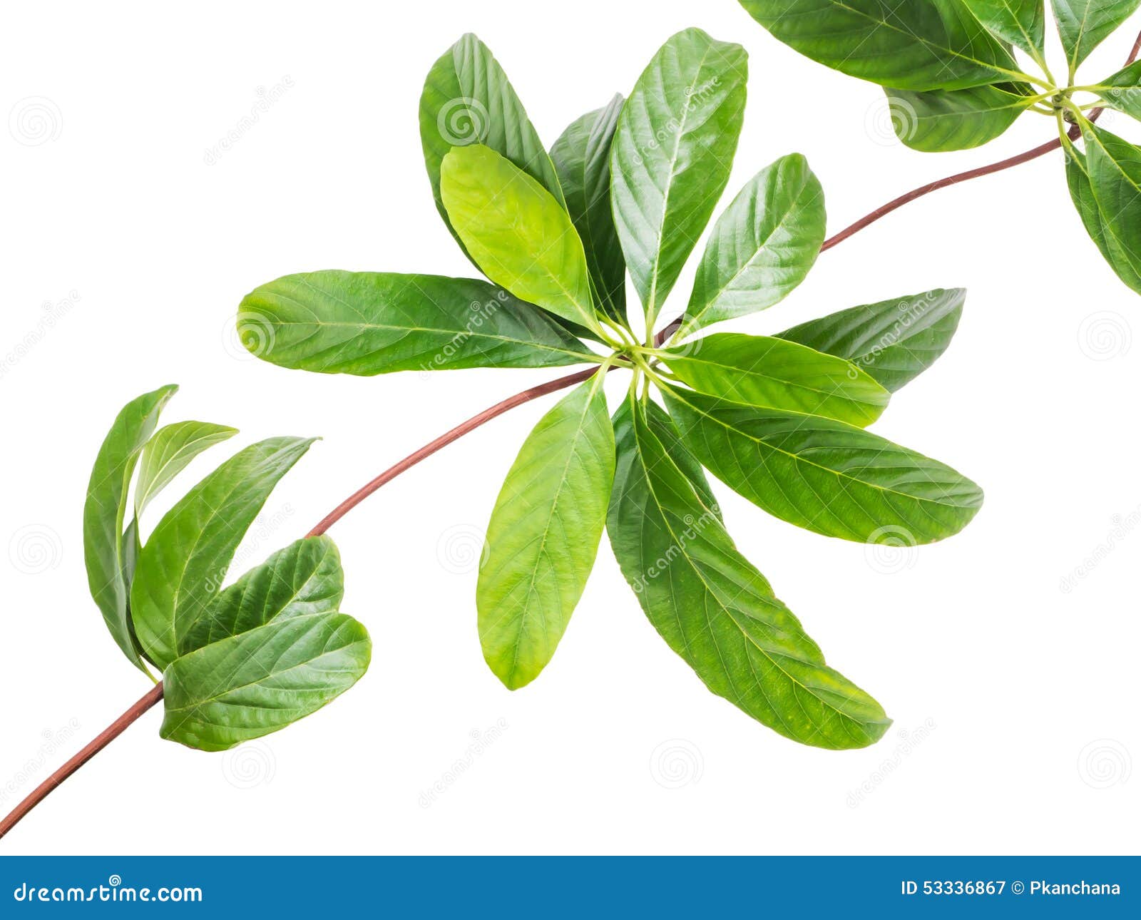 Leaves of Creeper Plant Isolated Stock Image - Image of leaf, tree ...