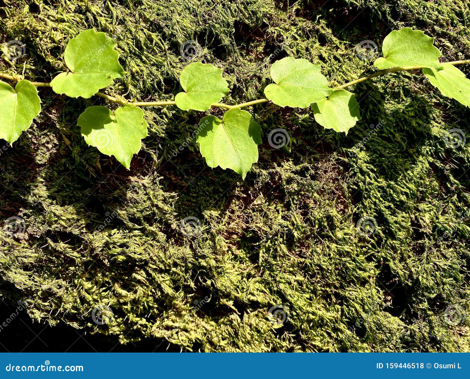 Leaves stock photo. Image of tree, creeper, fern, evening - 159446518