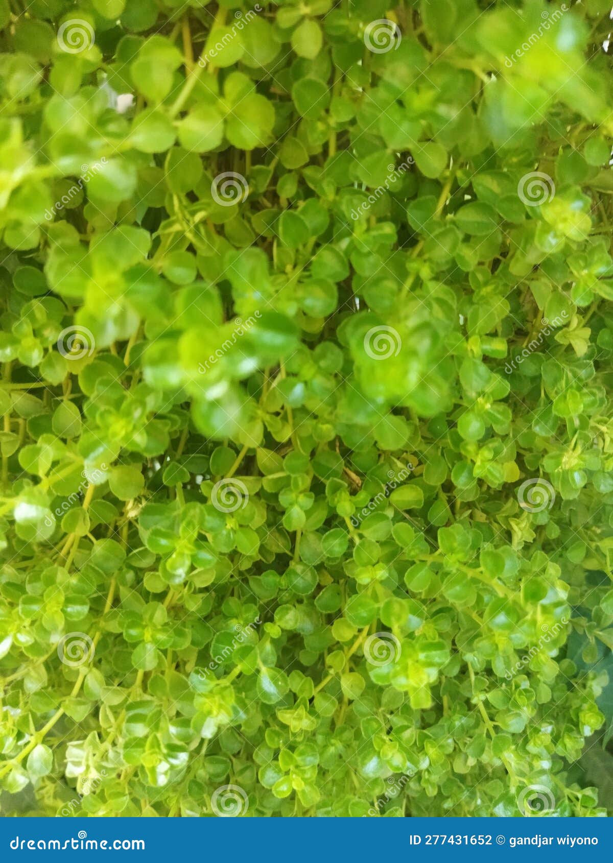 Leaves Creeping on a Beautiful Tree Stock Photo - Image of garden, tree ...