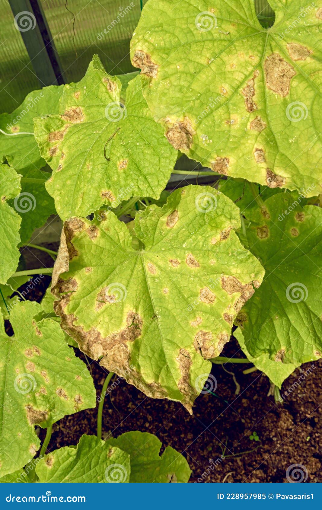 Leaves of Cucumber Plants Affected by Diseases and Pests Stock Image ...
