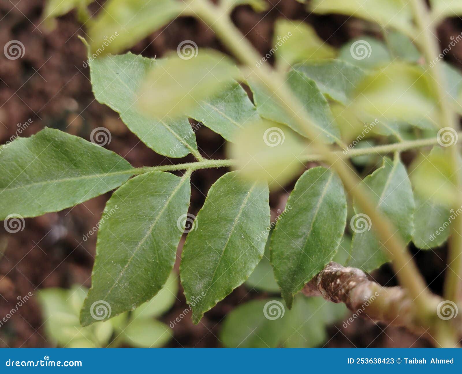 Leaves of curry tree stock image. Image of green, blossom - 253638423