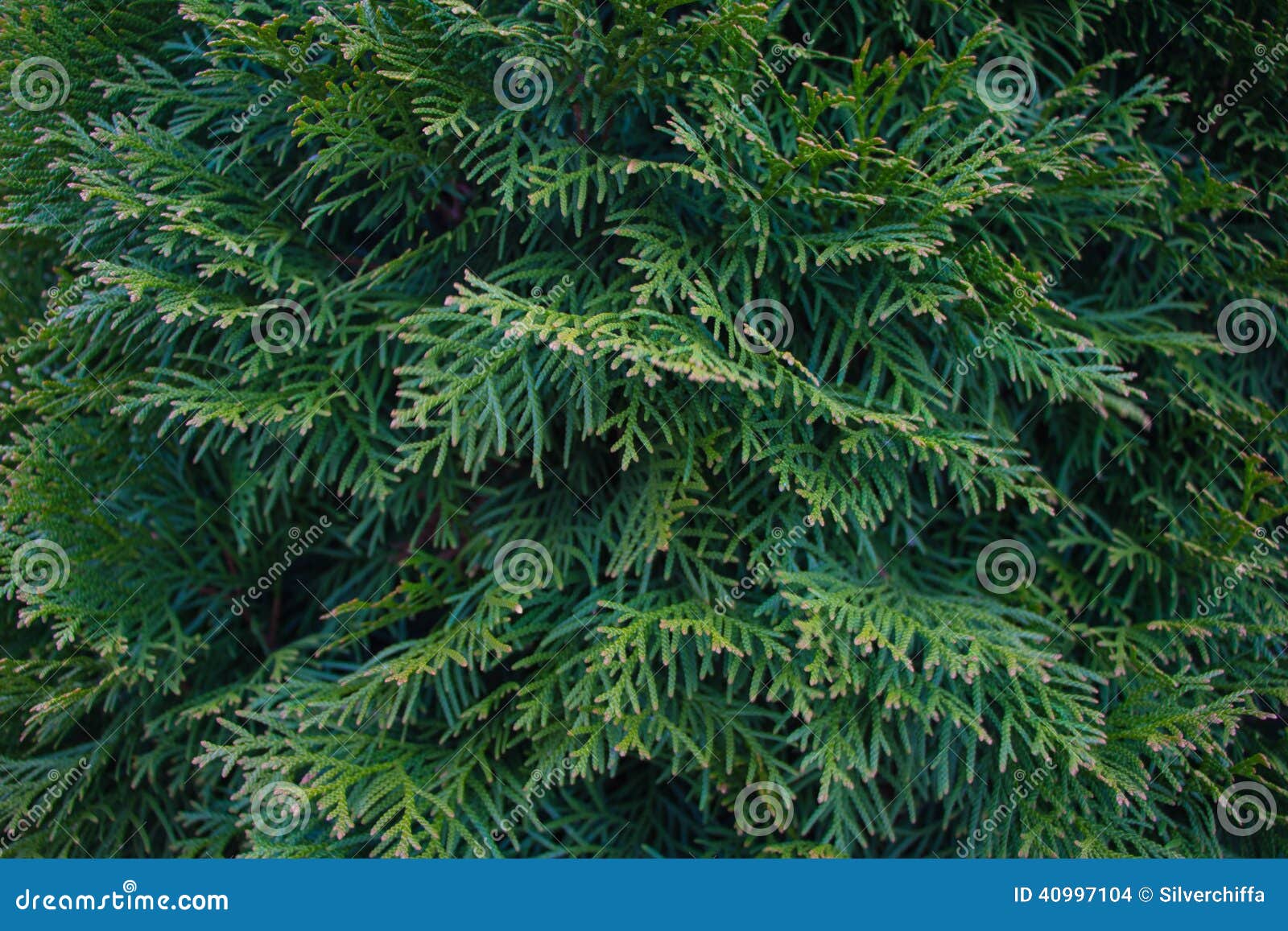 Leaves of a cypress tree stock photo. Image of green - 40997104