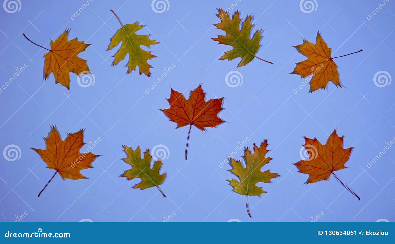 Leaves are Dancing. Stop Motion Animation with Autumn Leaves on a Blue ...