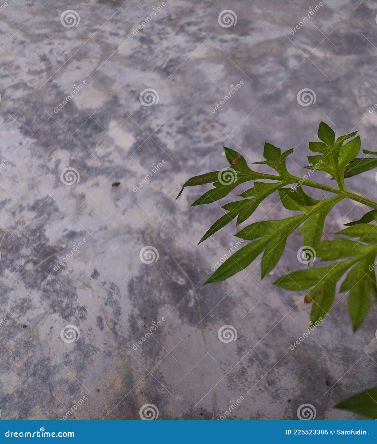 Leaves Dangling on the Floor Stock Photo - Image of plant, nature ...