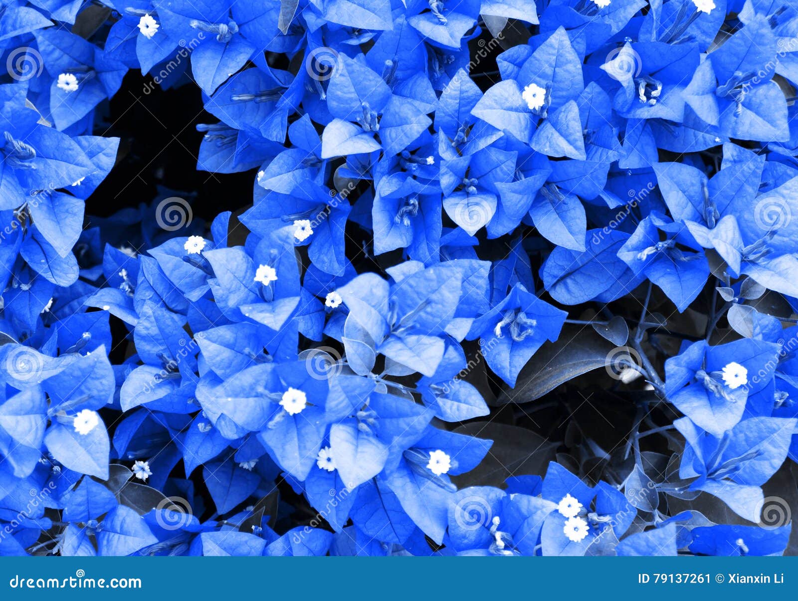 The leaves of dark blue stock image. Image of evergreen - 79137261