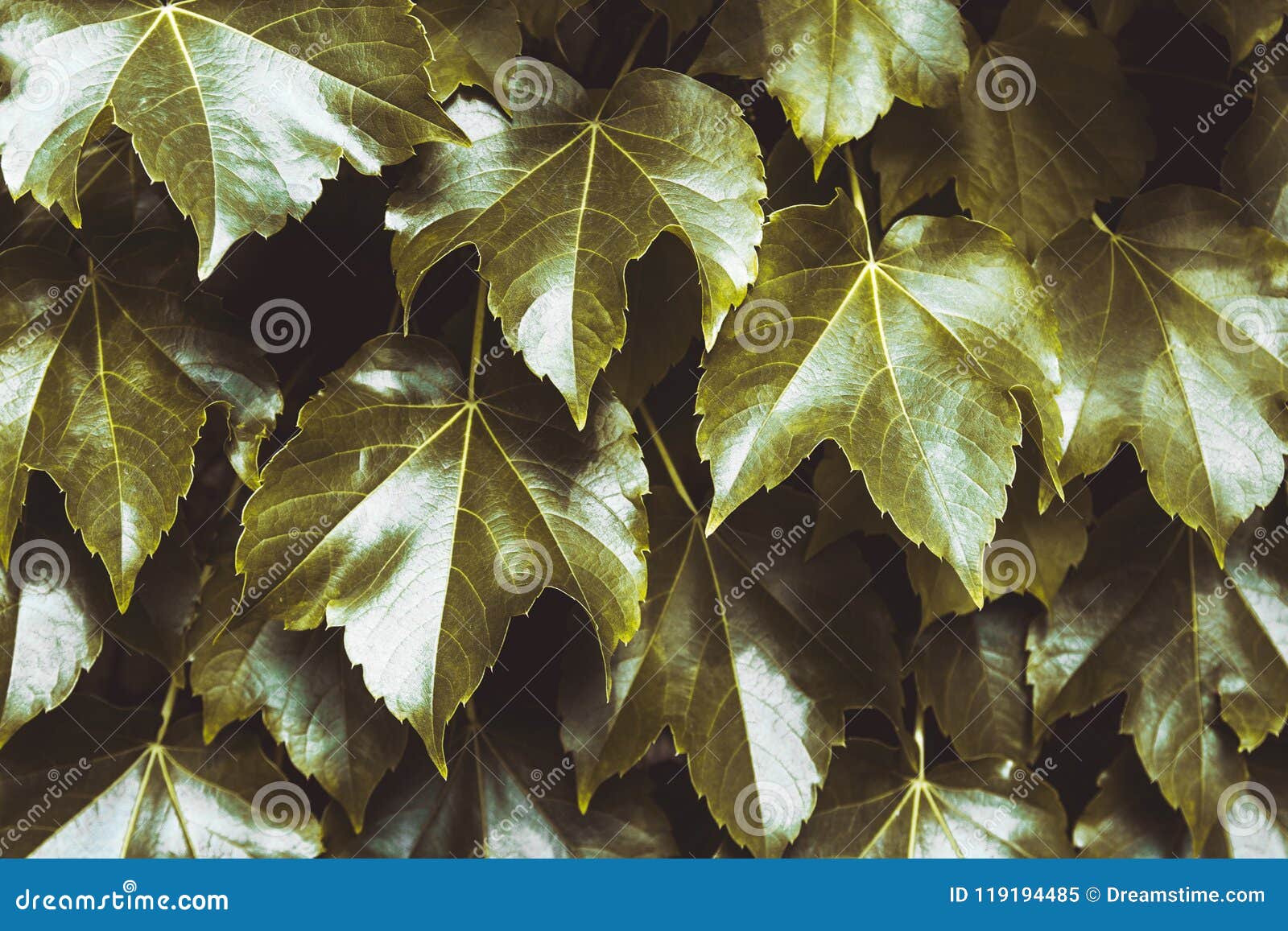 The Dark Leaf stock image. Image of darkness, stay, front - 119194485