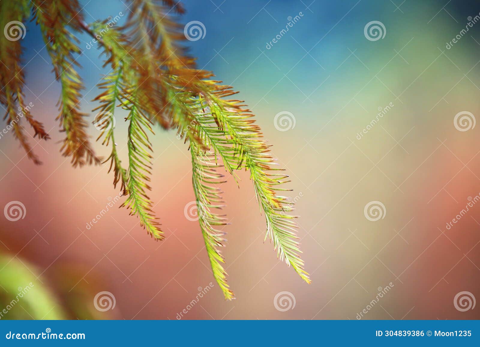 Leaves of Deciduous Cypress or Swamp Cypress or Southern Cypress or ...