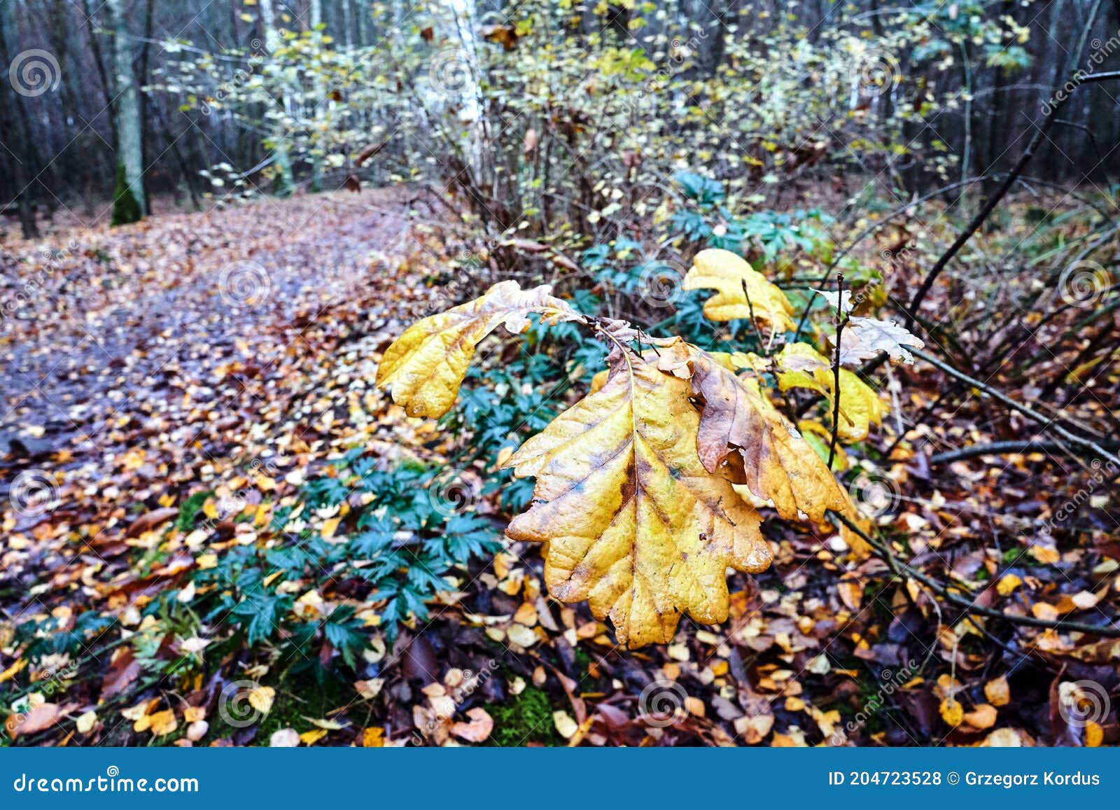 Leaves in a Deciduous Forest during Fall Stock Photo - Image of tree ...