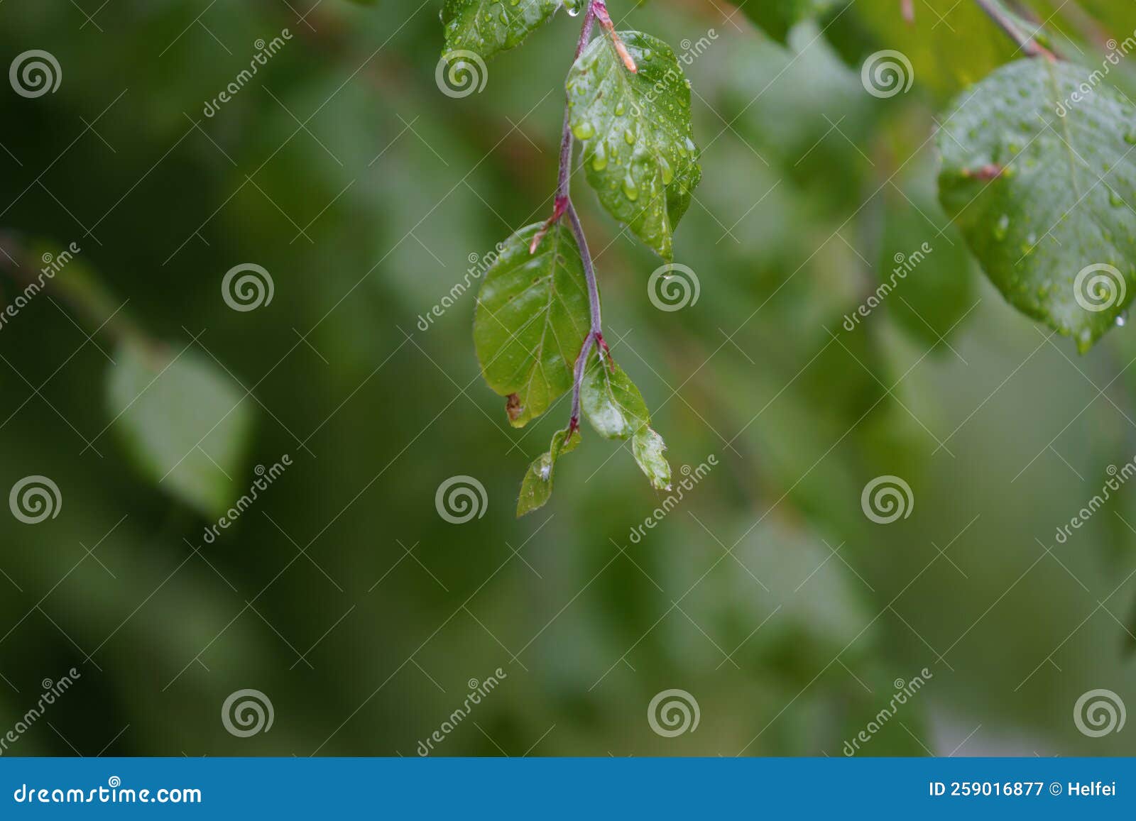 Leaves of deciduous trees stock image. Image of flora - 259016877