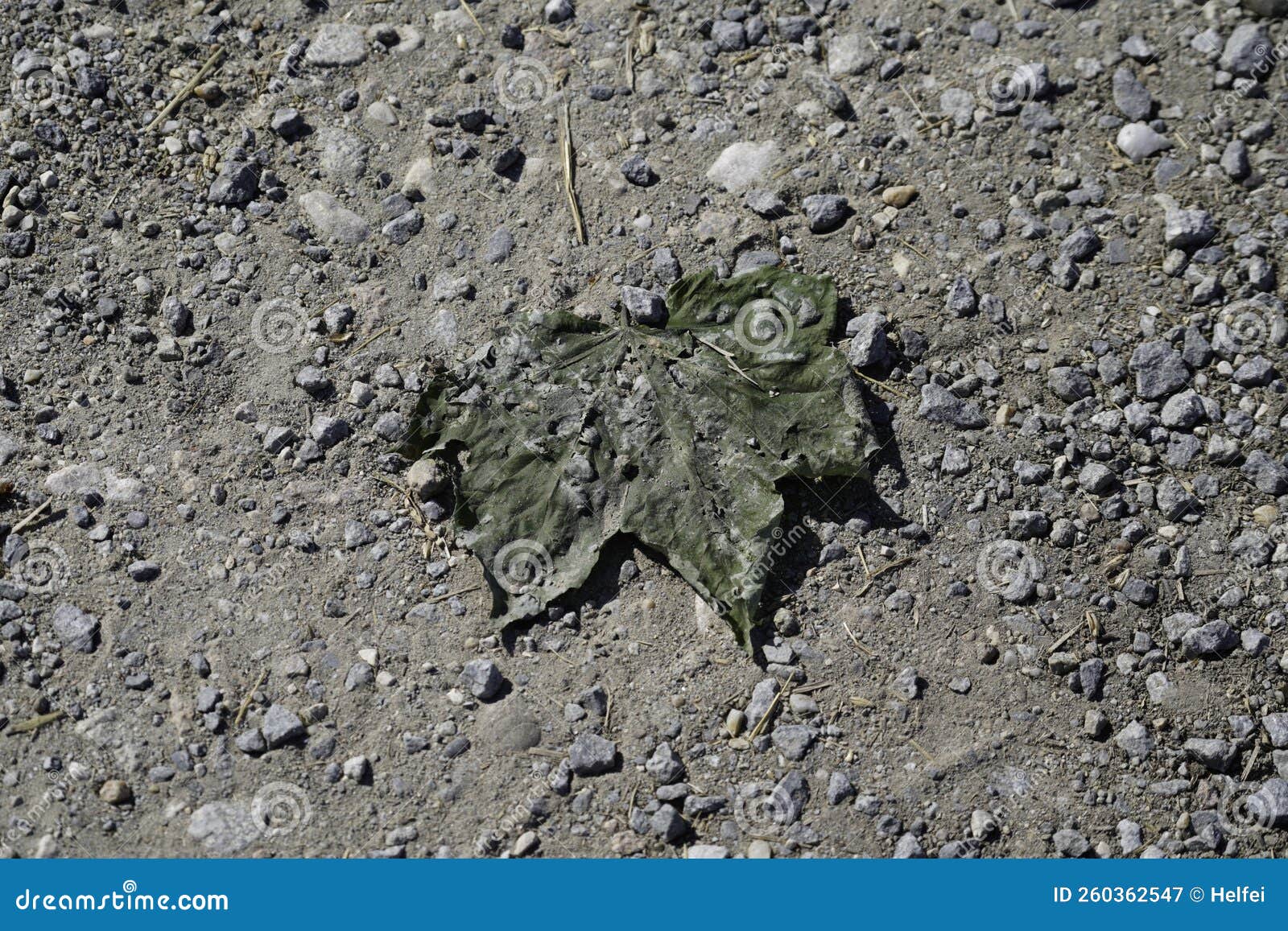 Leaves of deciduous trees stock image. Image of spring - 260362547