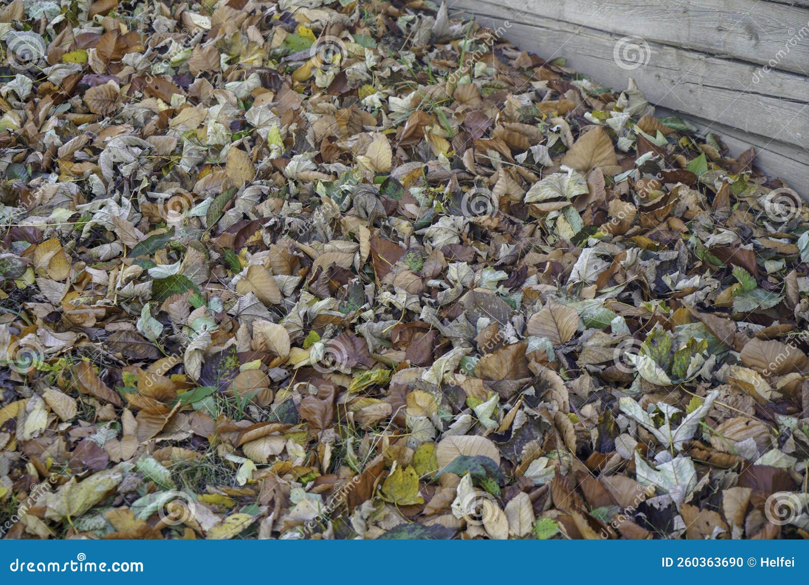 Leaves of deciduous trees stock photo. Image of tree - 260363690