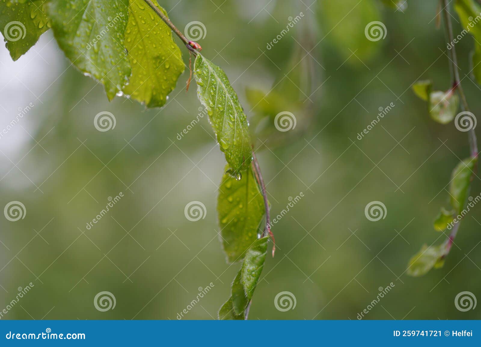 Leaves of deciduous trees stock image. Image of deciduous - 259741721
