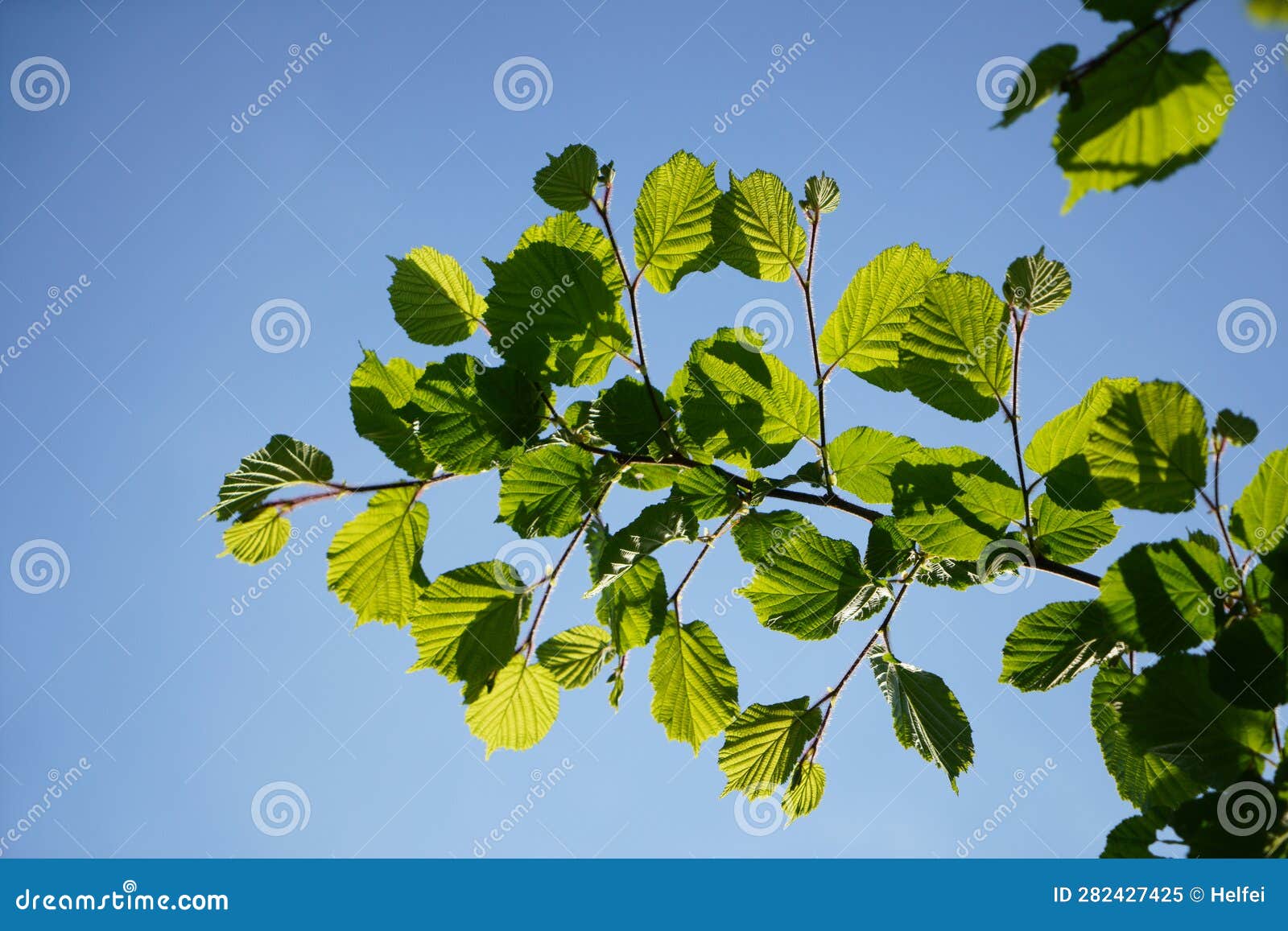 Leaves of deciduous trees stock image. Image of botany - 282427425