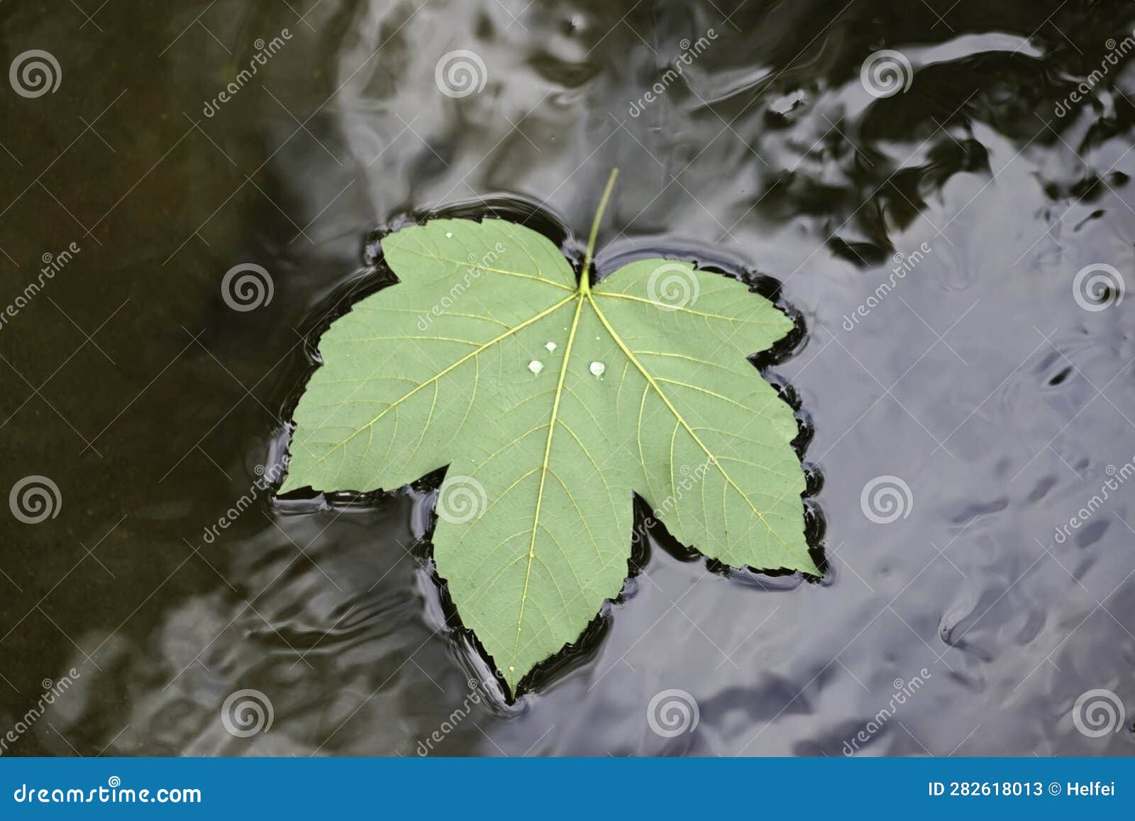 Leaves of deciduous trees stock image. Image of leaf - 282618013