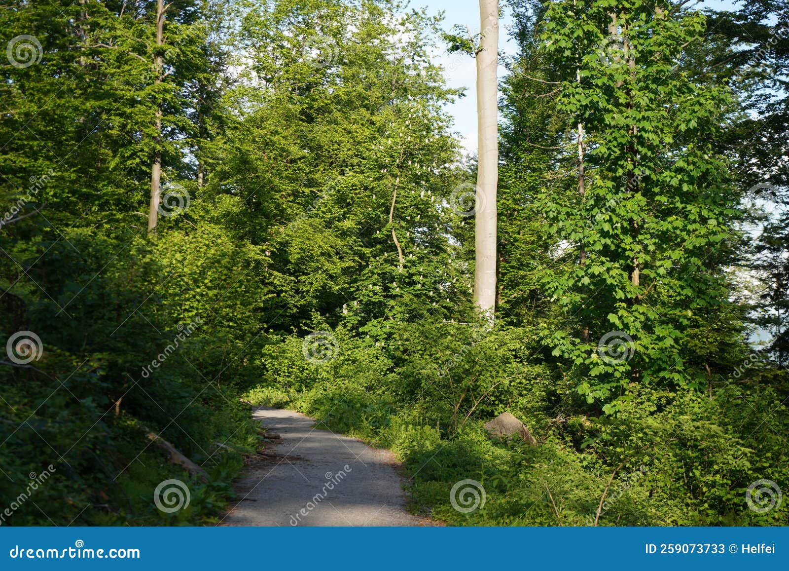 Leaves of deciduous trees stock image. Image of outdoor - 259073733