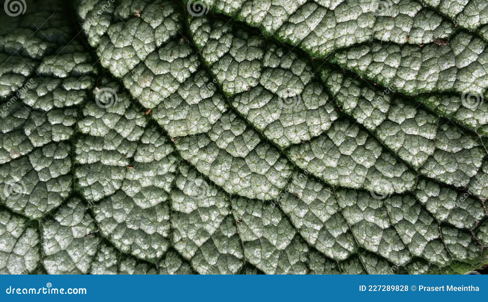 Leaf Lines and Details stock photo. Image of creeper - 227289828