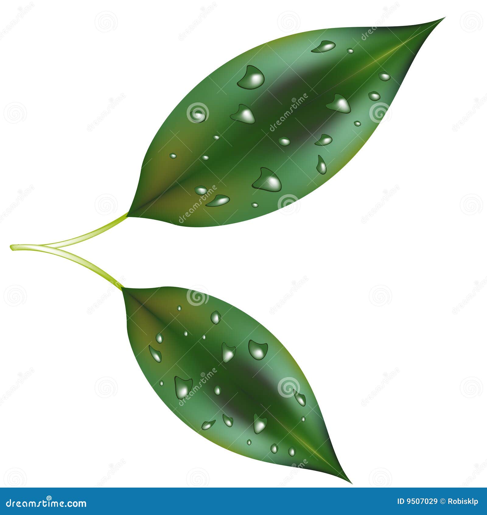 Leaves with dew stock vector. Illustration of nature, luck - 9507029