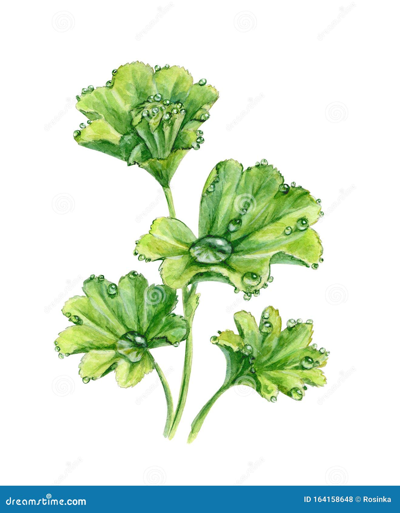 Leaves of Dew-cup with Dew-drops - Watercolor Drawing Stock ...