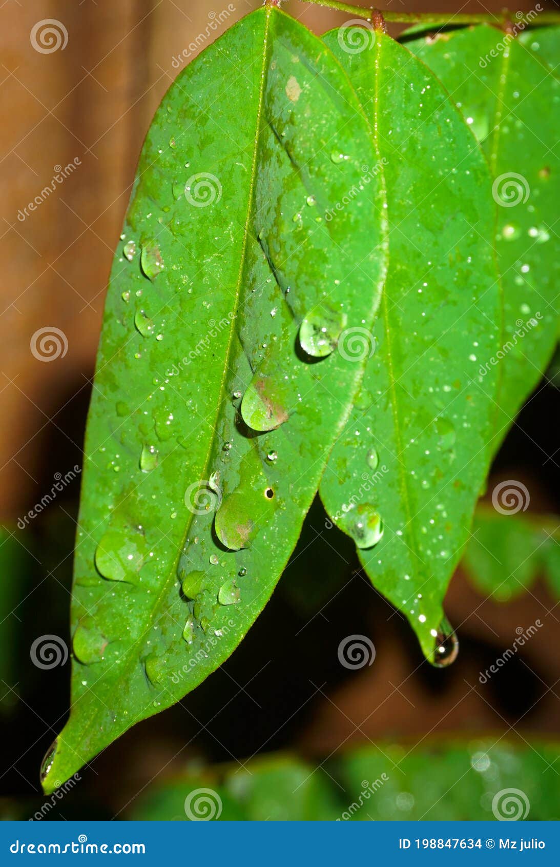 Leaves and dew stock photo. Image of leaves, plant, morning - 198847634