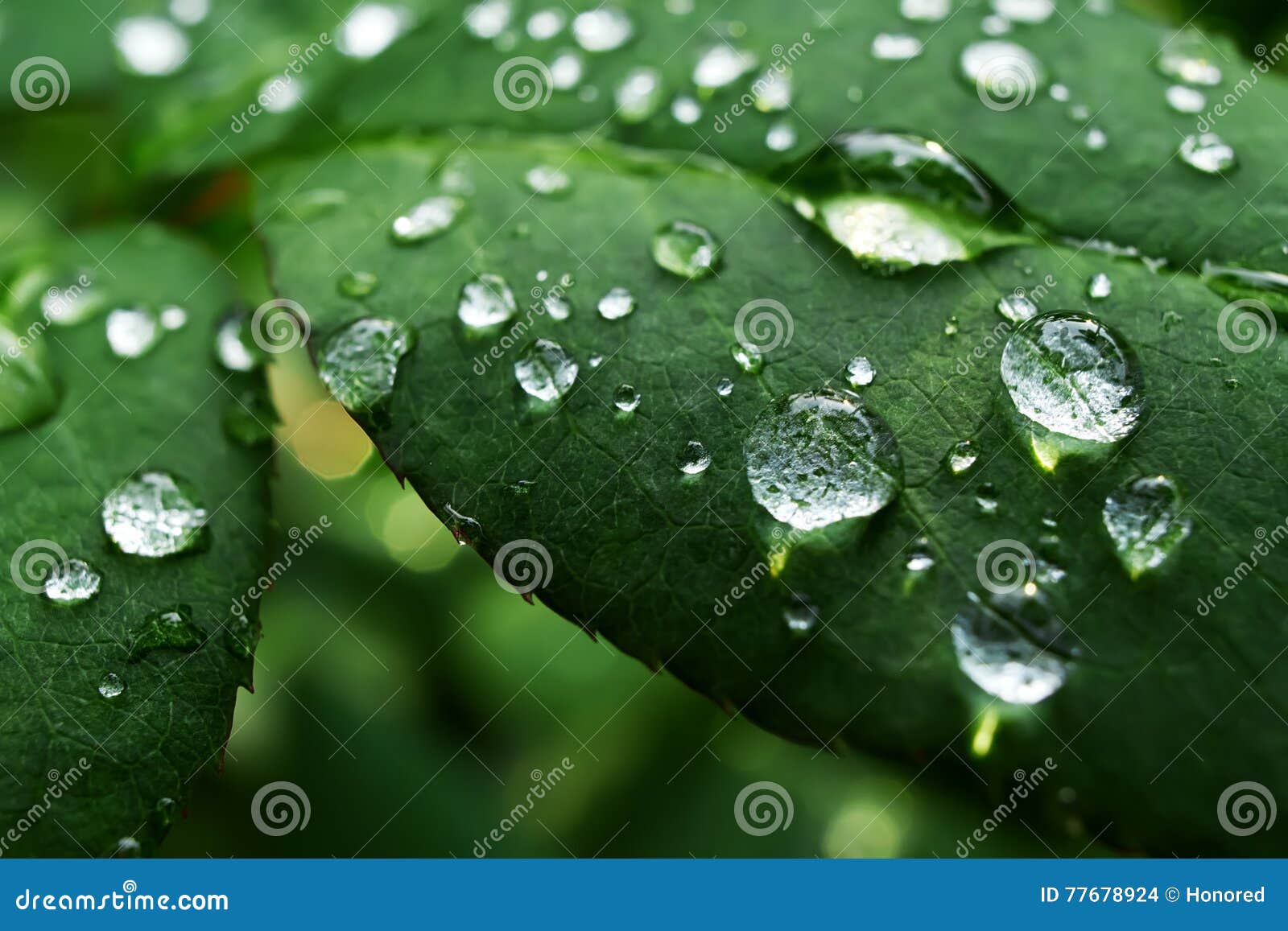 Leaves with dewdrops stock photo. Image of environment - 77678924