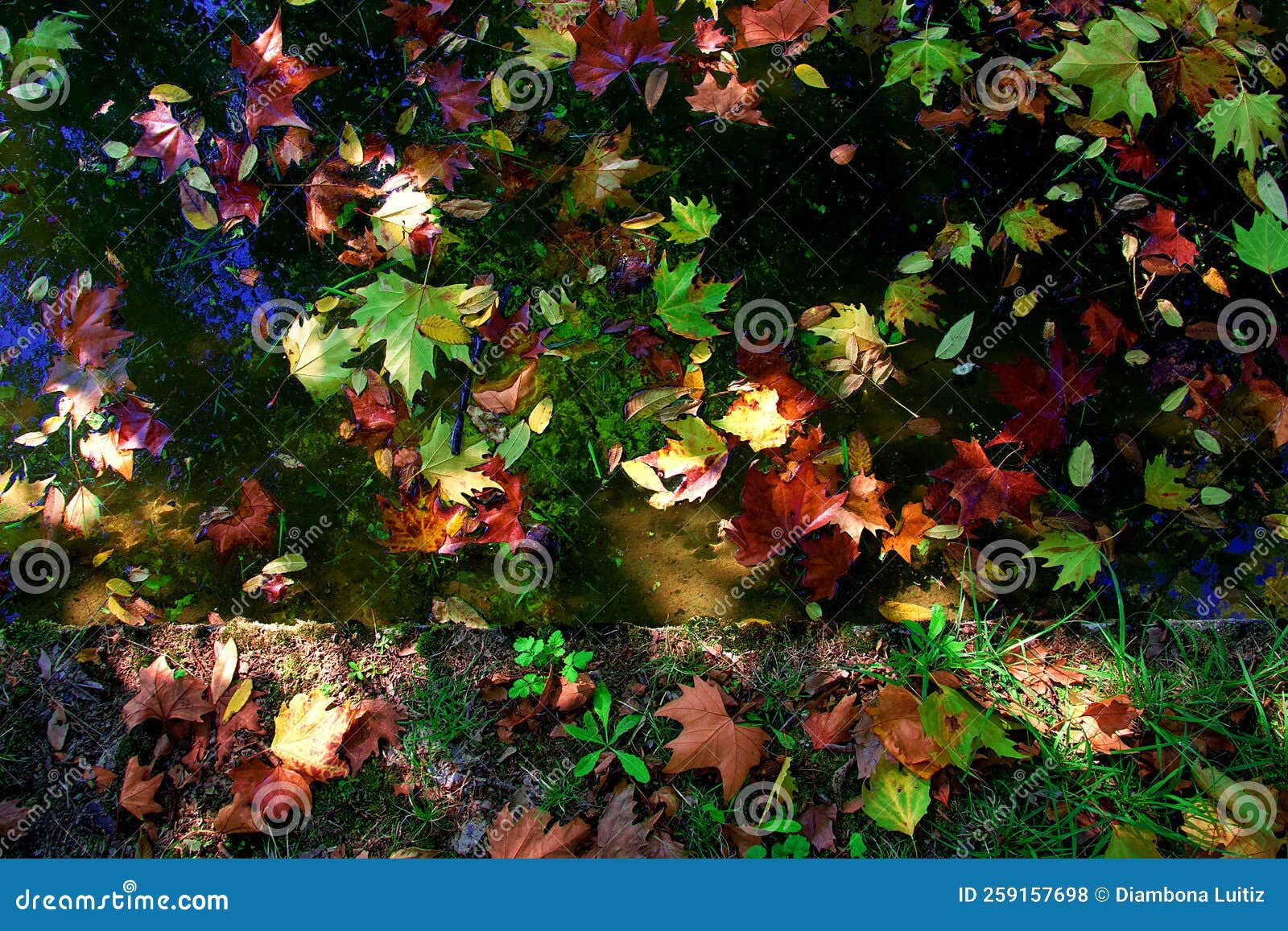 Leaves of different color stock photo. Image of flower - 259157698