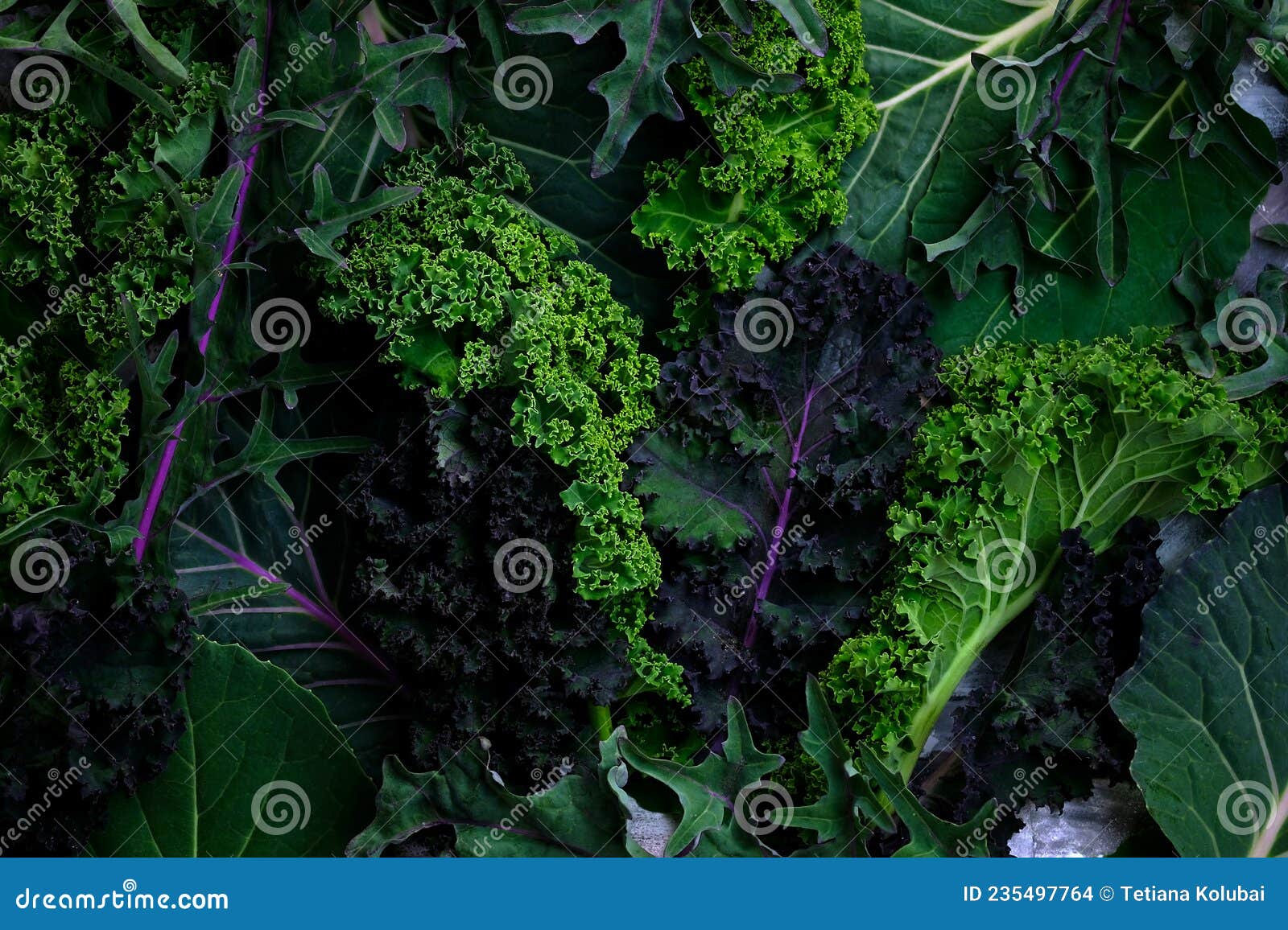 Leaves of Different Types of Kale Cabbage Top View Background. Stock ...