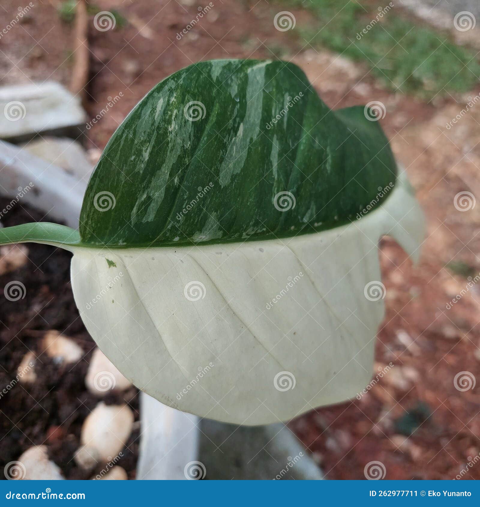 Leaves are Divided into Two Colors, Green and White Stock Image - Image ...