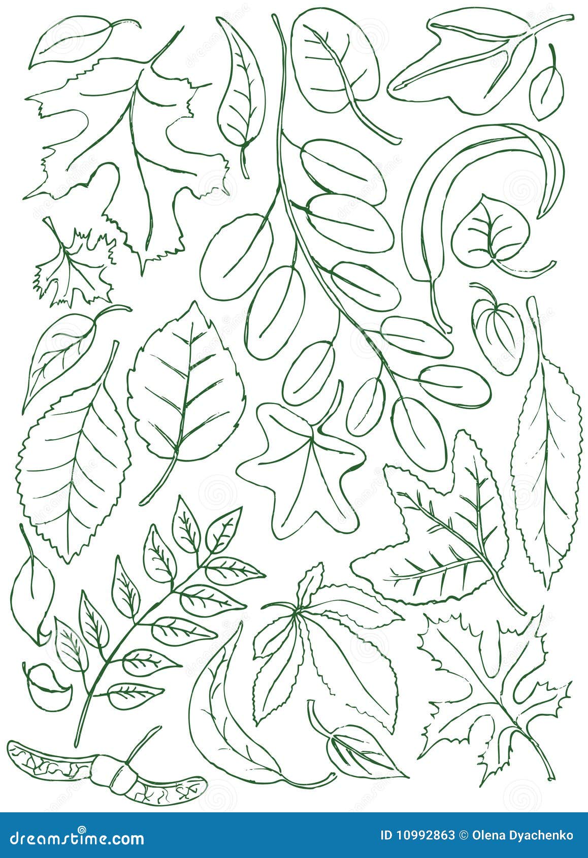 Leaves doodles stock vector. Illustration of plant, pattern - 10992863