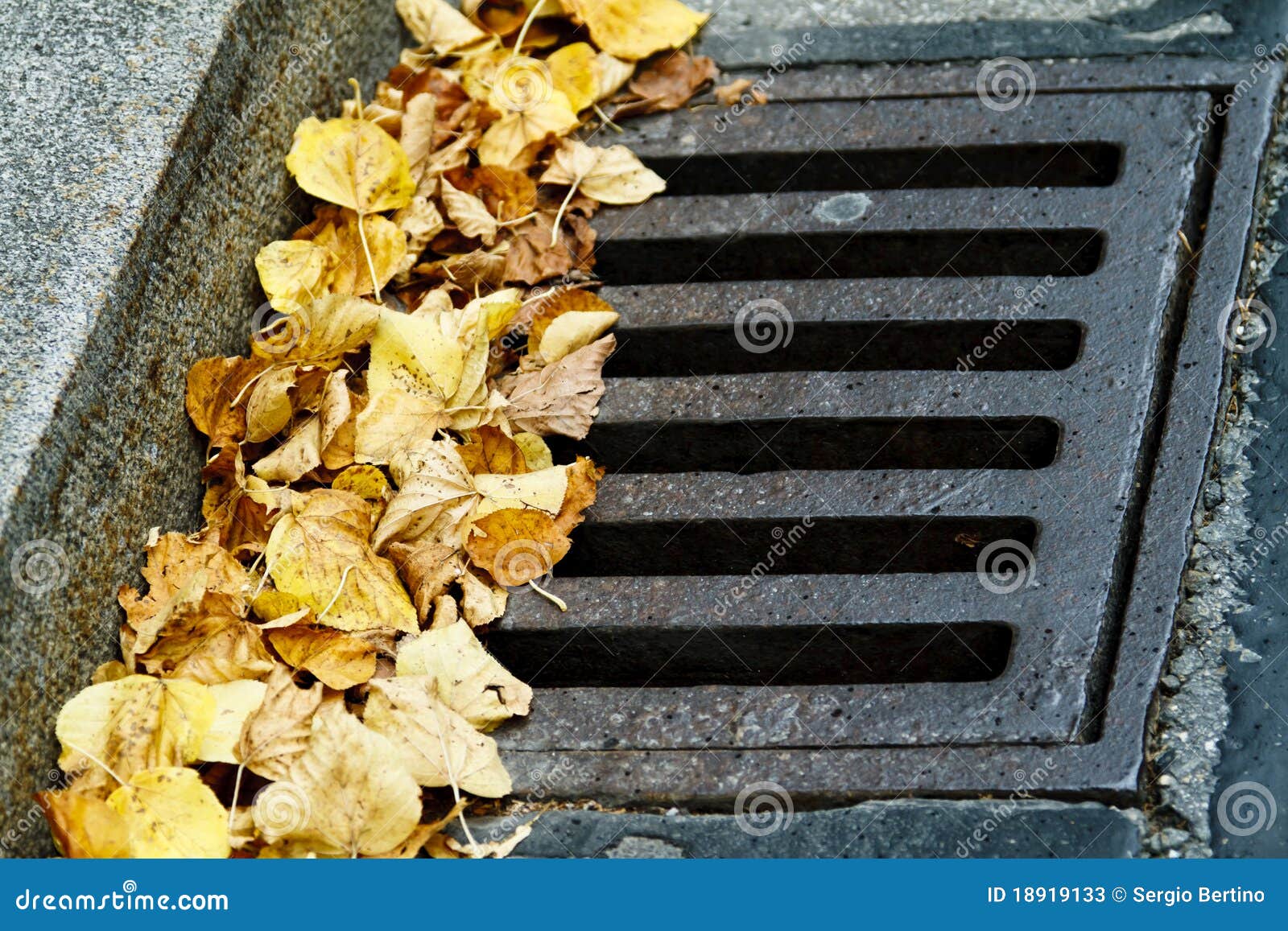 Leaves in the drain grate stock image. Image of yellow - 18919133