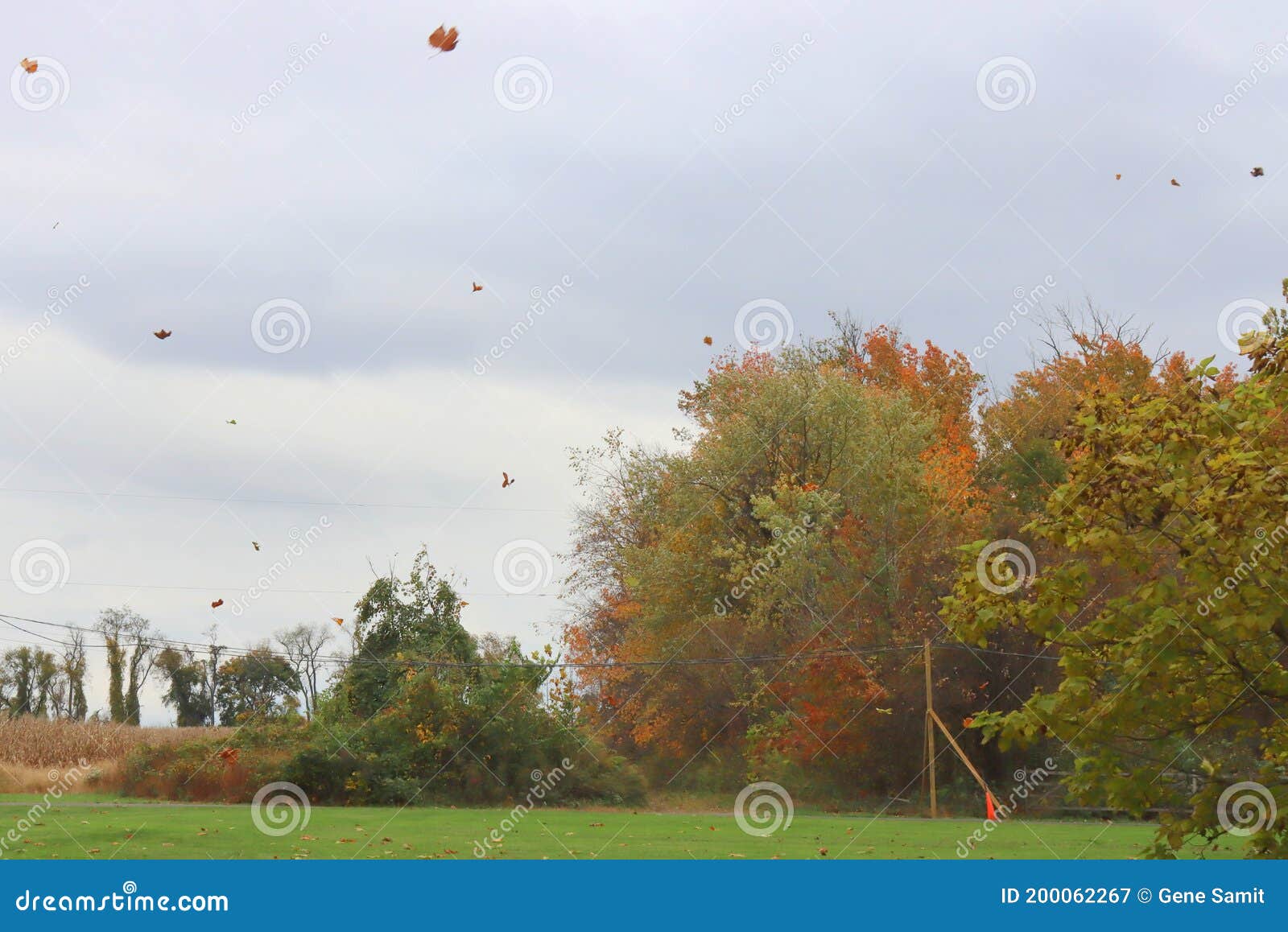 Leaves are Dropping from the Trees. Stock Image - Image of windy, black ...