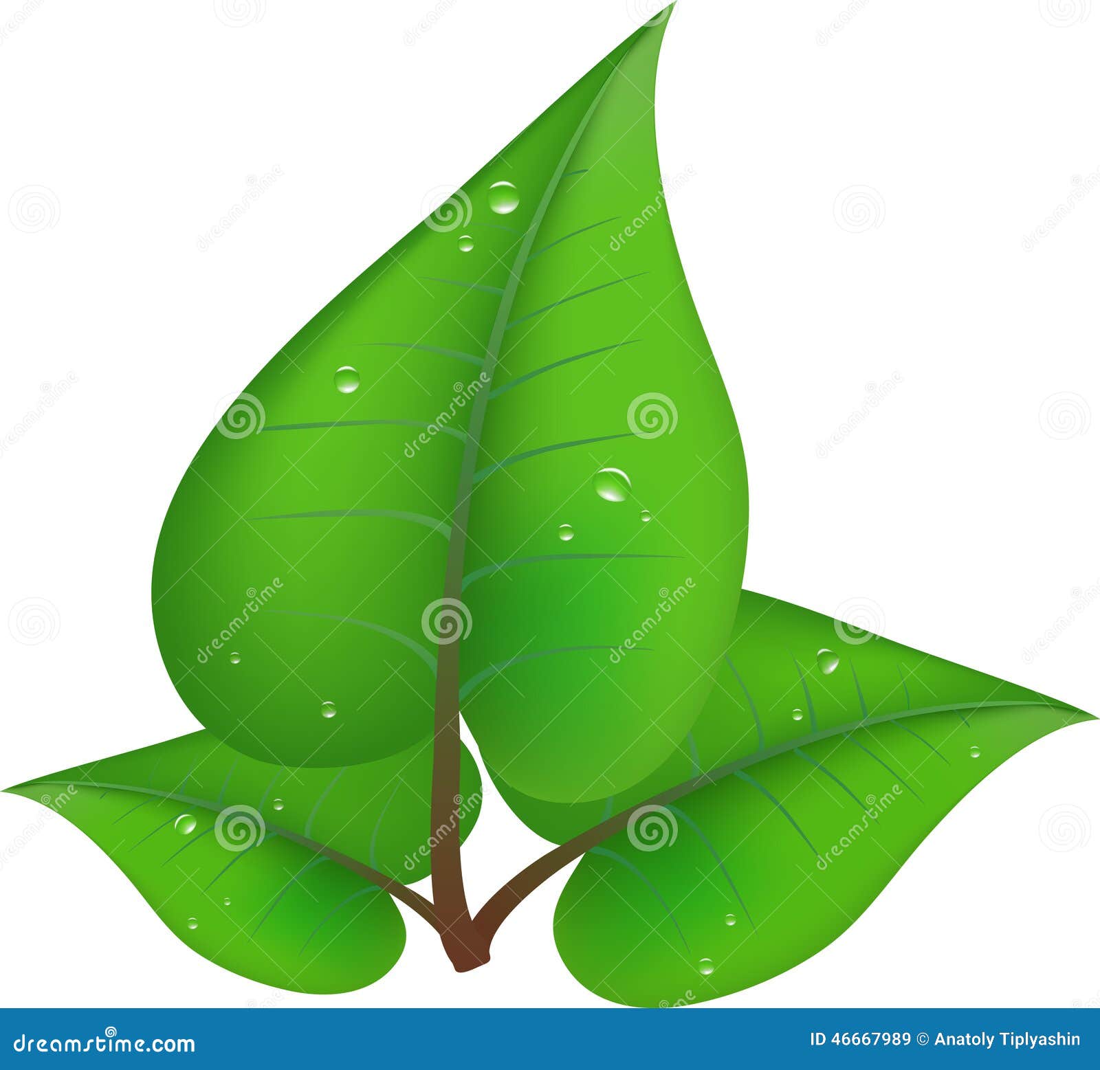 Leaves with drops stock vector. Illustration of natural - 46667989