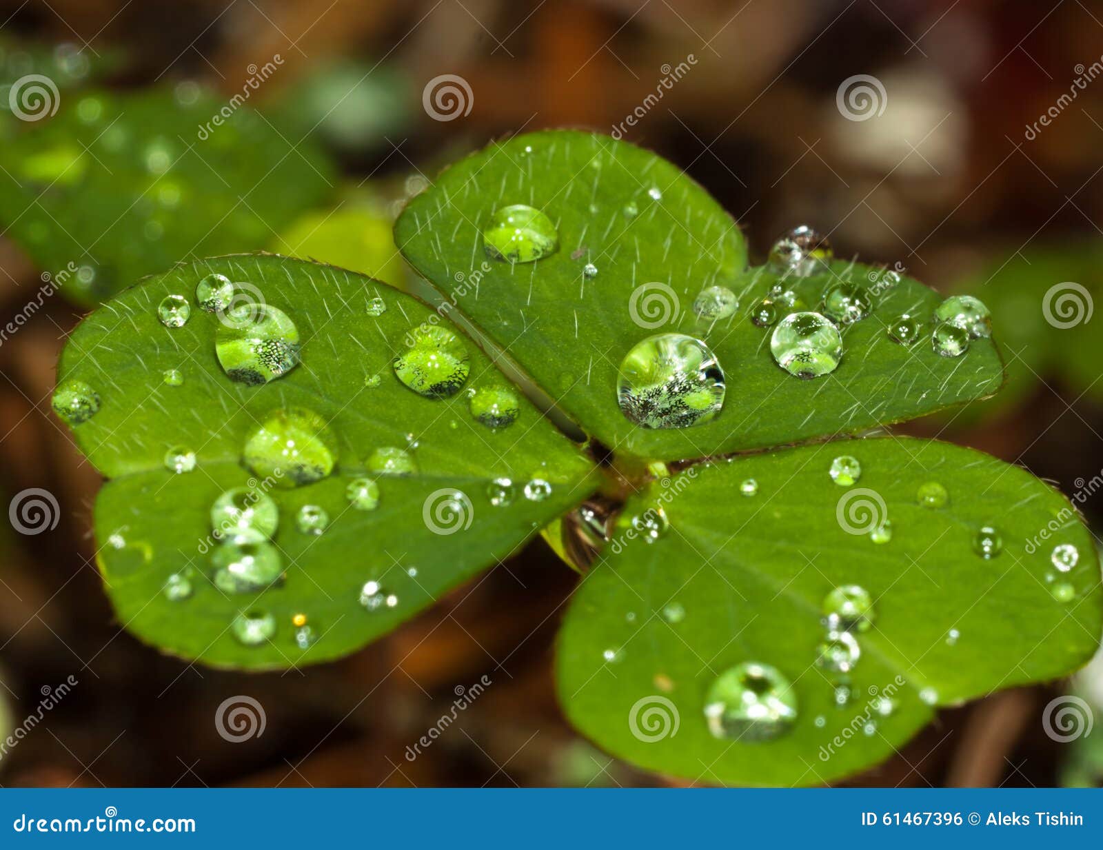 Leaves with Drops of Water. Stock Photo - Image of droplet, detail ...
