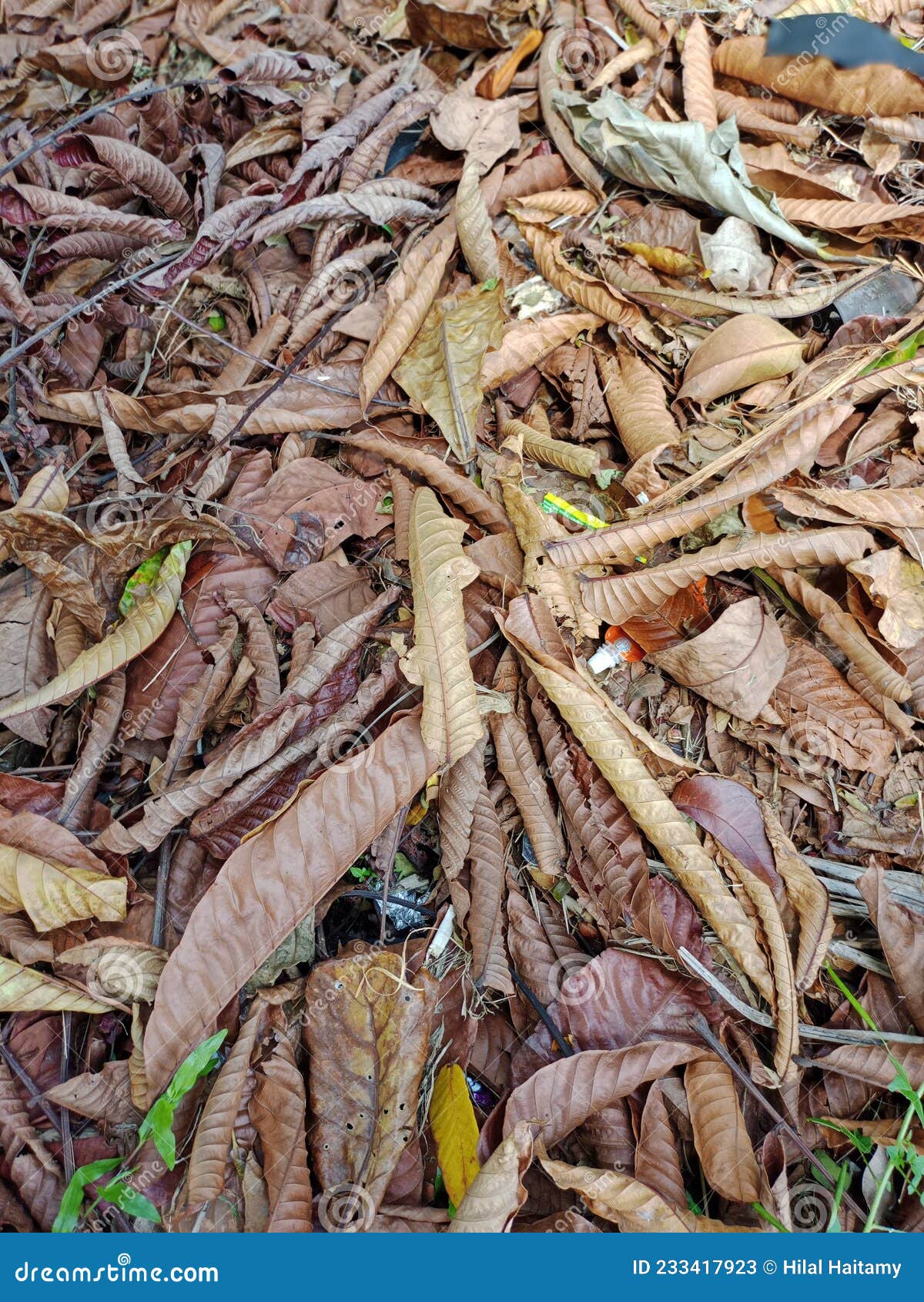 Leaves that Dry Up, Fall, Become Garbage. Stock Image - Image of nature ...
