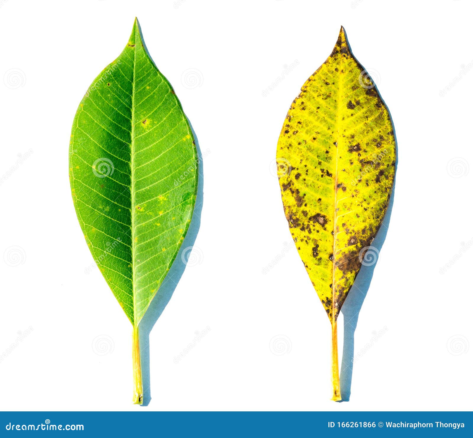 The Leaves are Drying Out on White Background Stock Photo - Image of ...