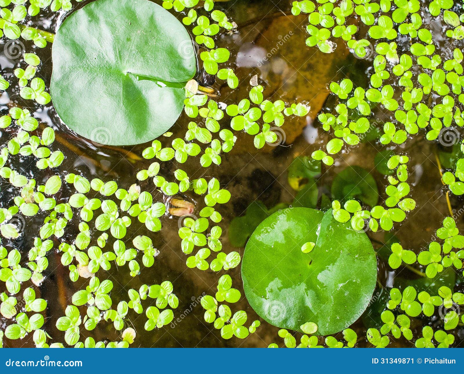Leaves stock image. Image of lotus, weed, water, lettuce - 31349871