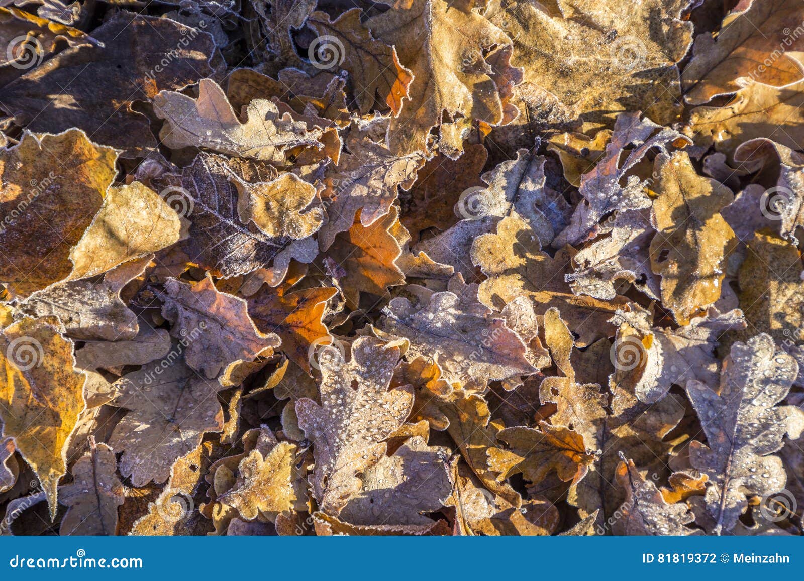 Leaves at the Earth in Harmonic Pattern Stock Photo - Image of hoar ...