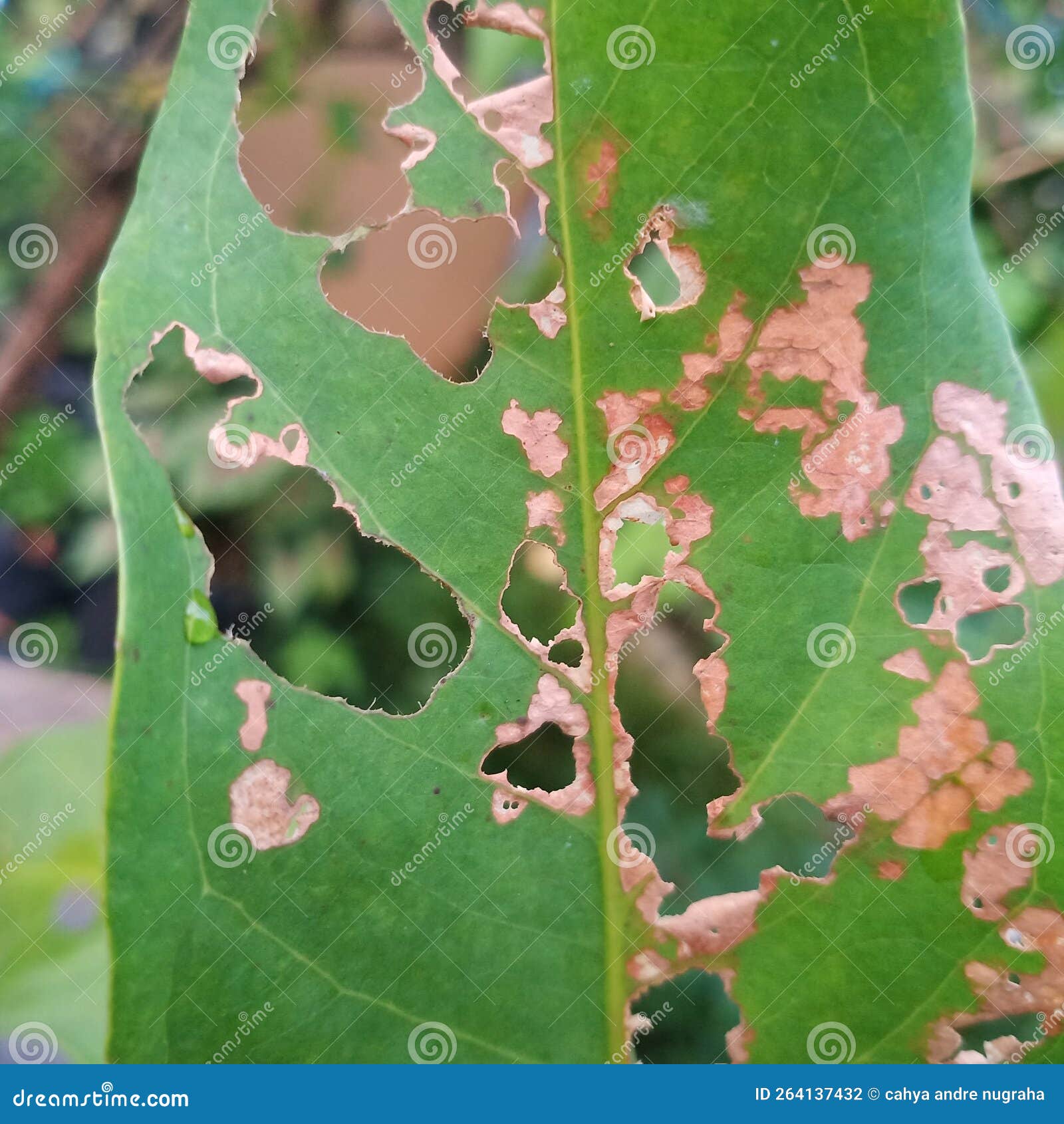 Leaves Eaten by Caterpillar until they Holes Stock Photo - Image of ...
