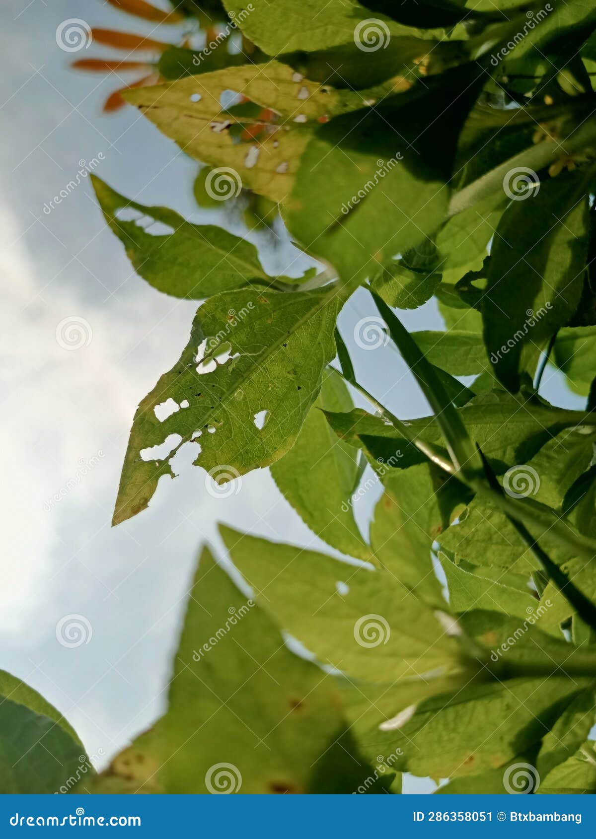 Leaves Eaten by Caterpillars Wild Grass Leaves Stock Image - Image of ...
