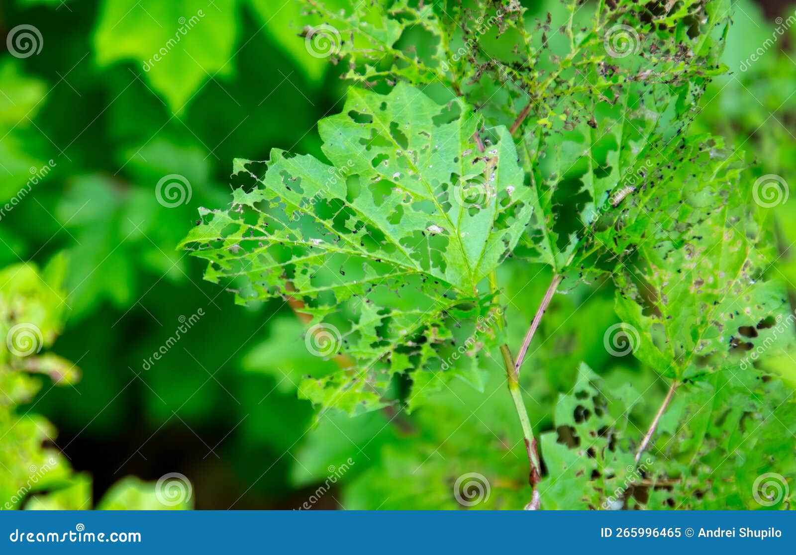 The Leaves are Eaten by Insects in Nature. Stock Image - Image of ...