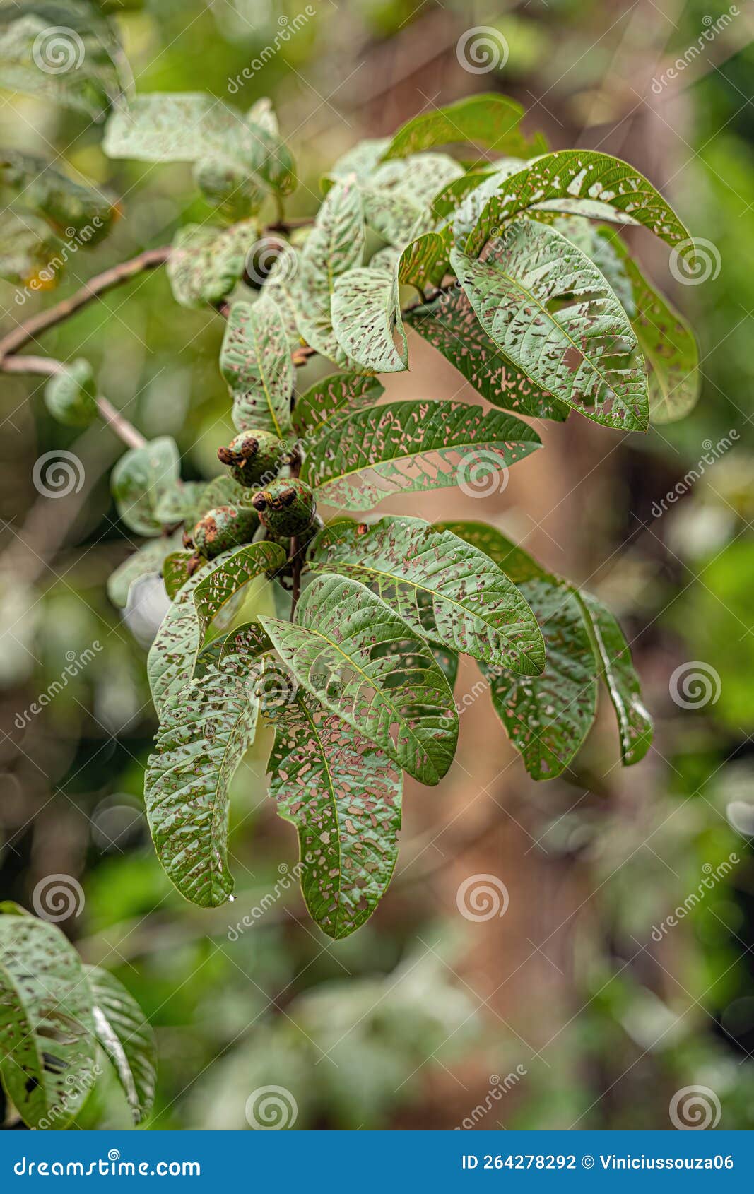 Leaves Eaten by Pest Insects Stock Photo - Image of attack, guava ...